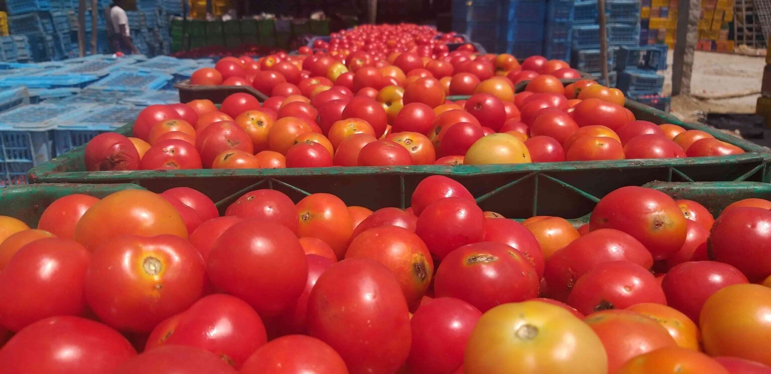 قبل العروة الجديدة.. أسعار الطماطم ترتفع مجددًا في أسواق التجزئة - كومودتي ماركت